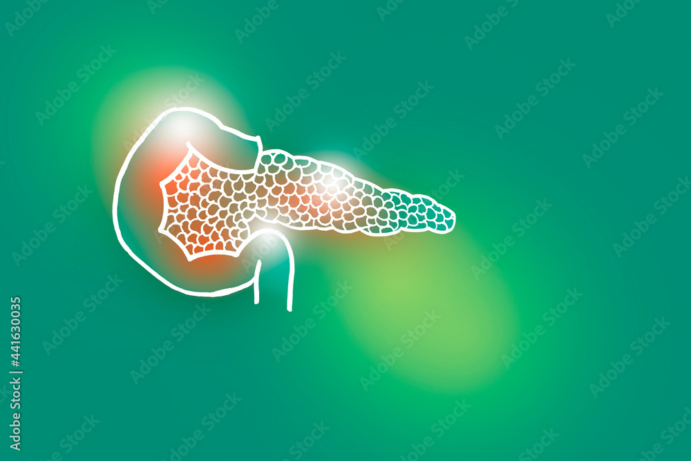 Handrawn illustration of human Pancreas on light green background ...