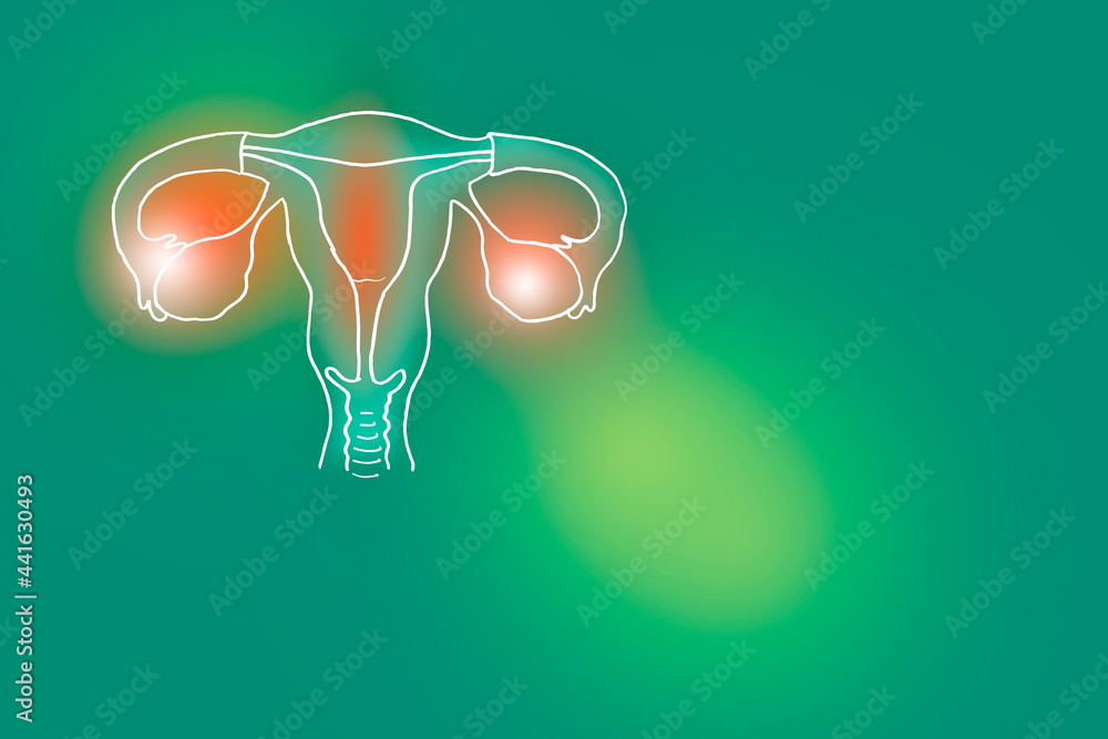 Handrawn illustration of human Uterus on light green background ...