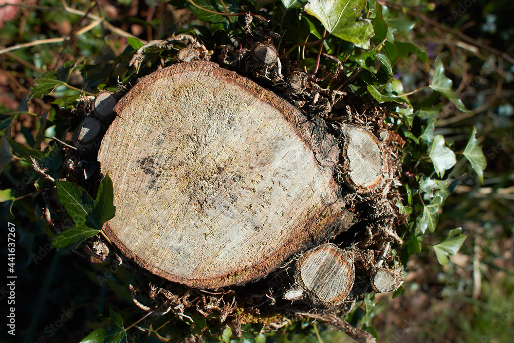 Stump of tree felled, section of the trunk with annual rings. Top view ...