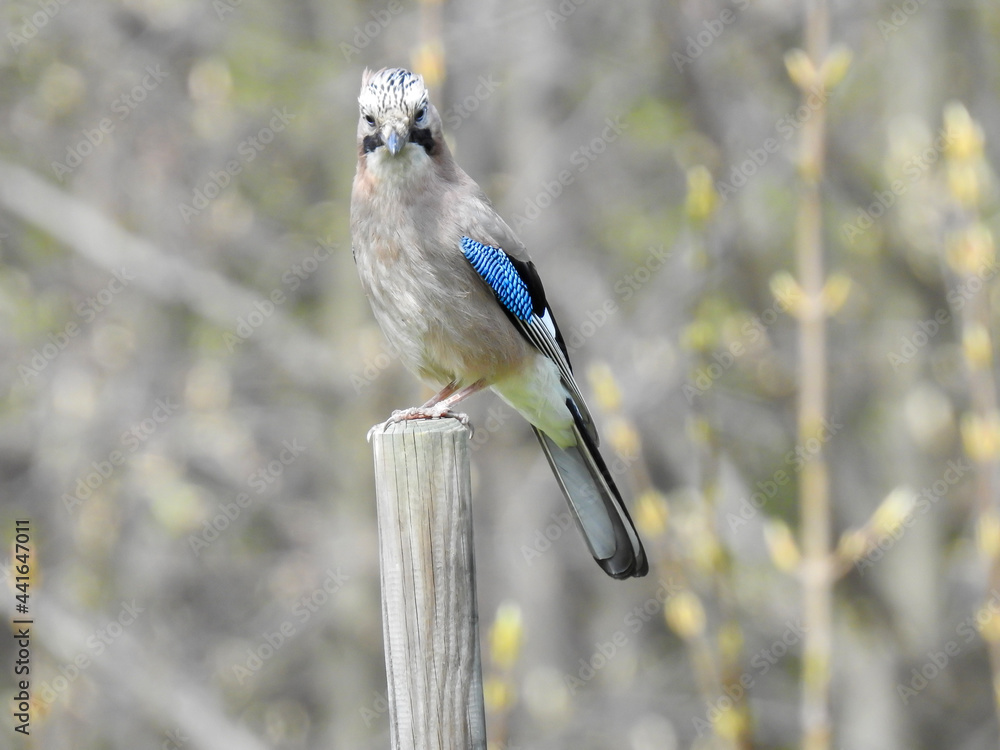 Garrulus glandarius Eurasian jay, jay, acorn jay - a species with the ...