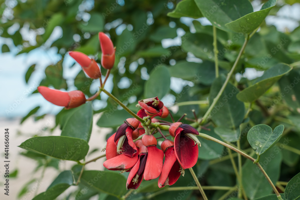 Flower, Erythrina crista-galli, often known as the cockspur coral tree ...