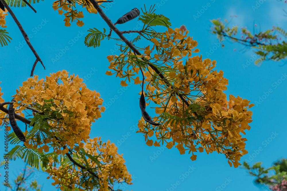 Delonix regia is a species of flowering plant in the bean family ...