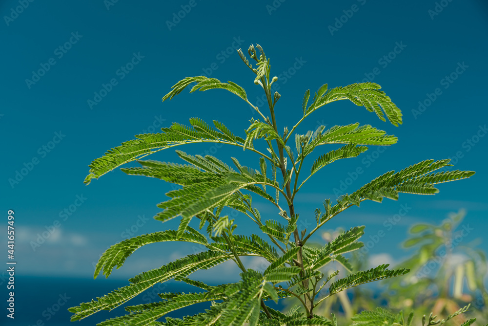 Leucaena leucocephala is a small fast-growing mimosoid tree. jumbay ...