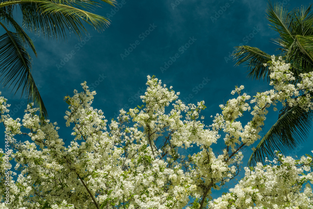 Flowers, Cassia javanica, Java cassia, pink shower, apple blossom tree ...
