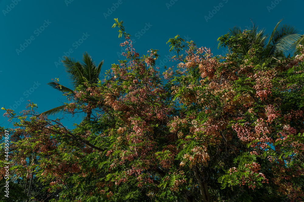 Flowers, Cassia javanica, Java cassia, pink shower, apple blossom tree ...
