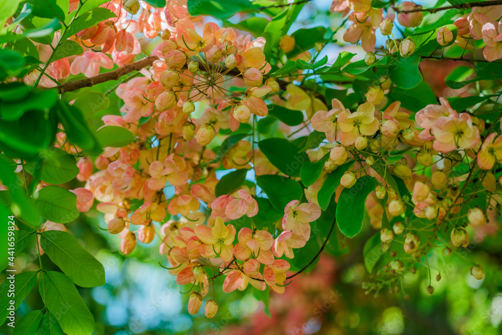 Flowers, Cassia javanica, Java cassia, pink shower, apple blossom tree and rainbow shower tree ...