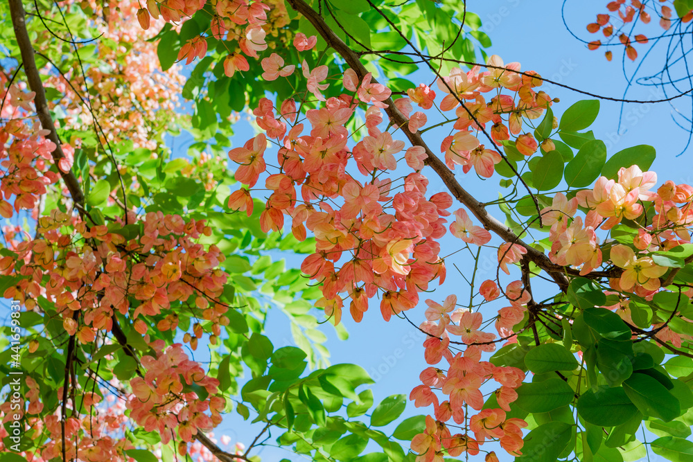 Flowers, Cassia javanica, Java cassia, pink shower, apple blossom tree ...