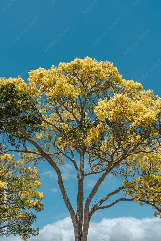 Foto de Flower. Tabebuia donnell-smithii (Primavera tree) is one of the ...