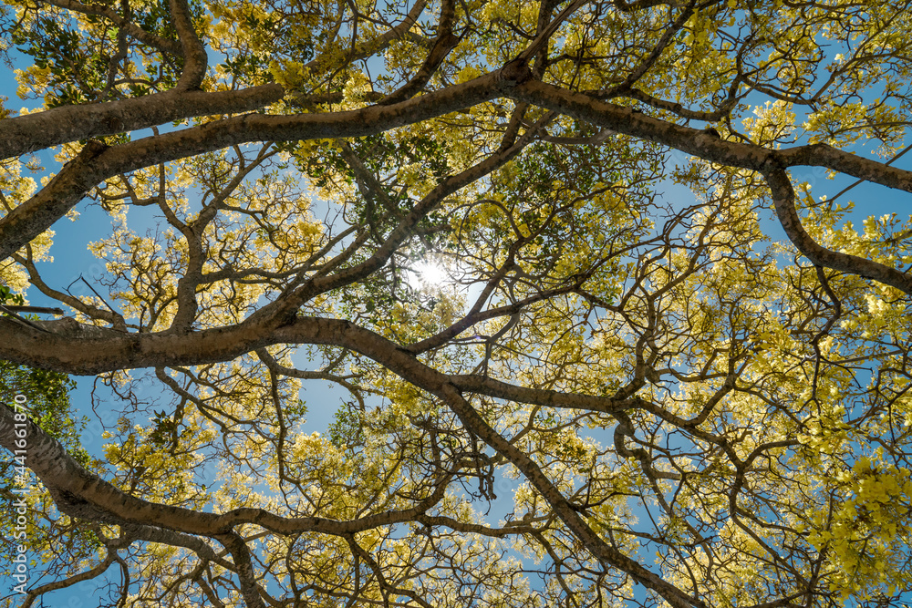 Flower. Tabebuia donnell-smithii (Primavera tree) is one of the yellow ...