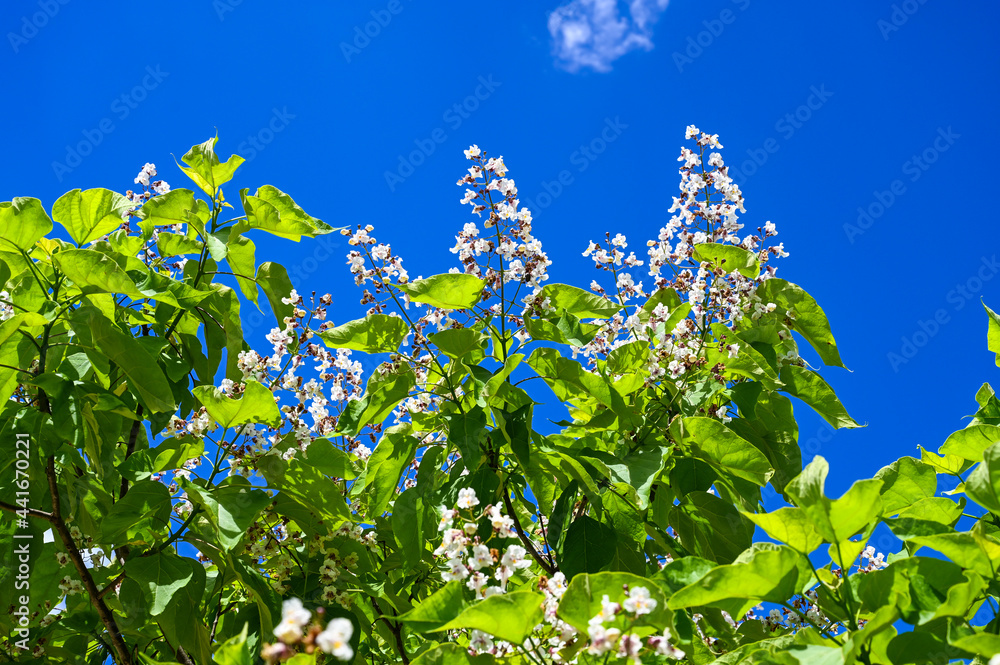 Indian bean tree against blue sky. Flowers, branches and leaves of tree ...