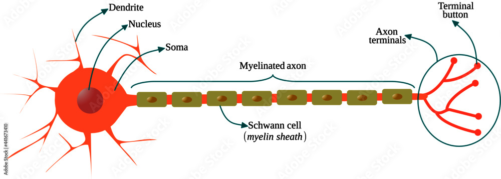 Myelinated Axon Diagram