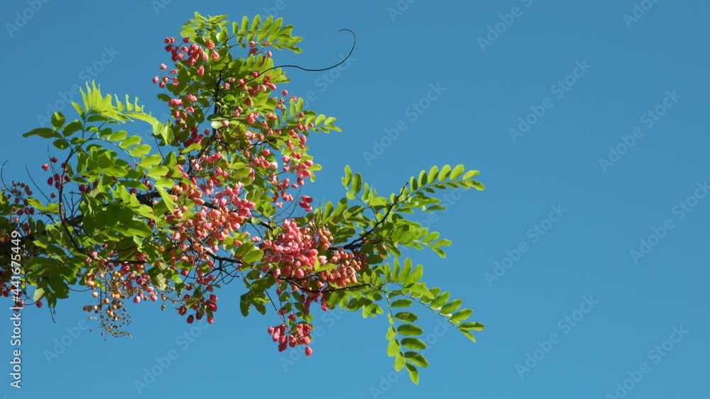 Flowers, Cassia javanica, Java cassia, pink shower, apple blossom tree ...
