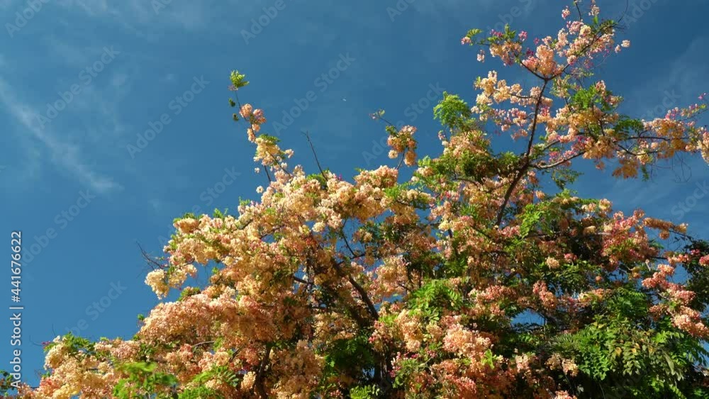 Flowers, Cassia javanica, Java cassia, pink shower, apple blossom tree ...