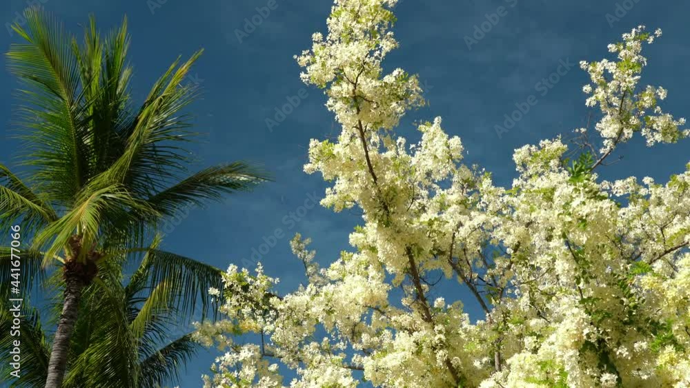 Flowers, Cassia javanica, Java cassia, pink shower, apple blossom tree ...