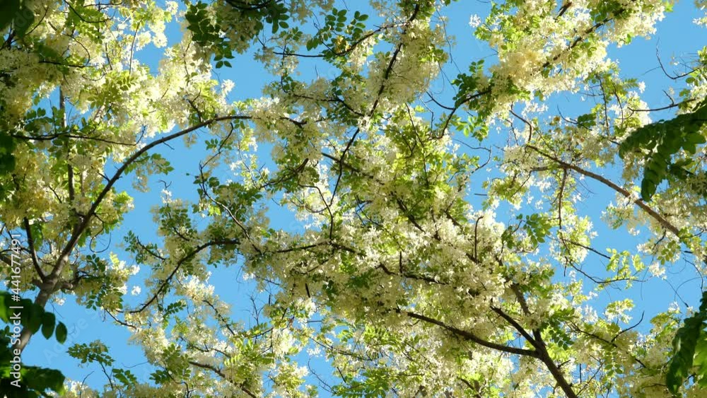 Flowers, Cassia javanica, Java cassia, pink shower, apple blossom tree ...