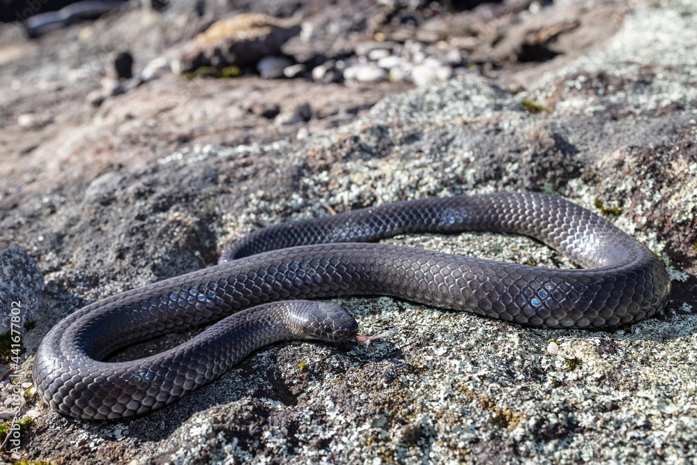 Australian Eastern Small-eyed Snake flickering it's tongue Stock Photo ...