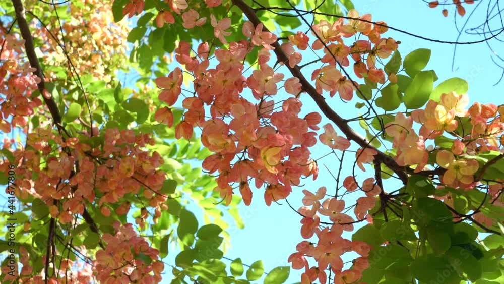 Flowers, Cassia javanica, Java cassia, pink shower, apple blossom tree ...