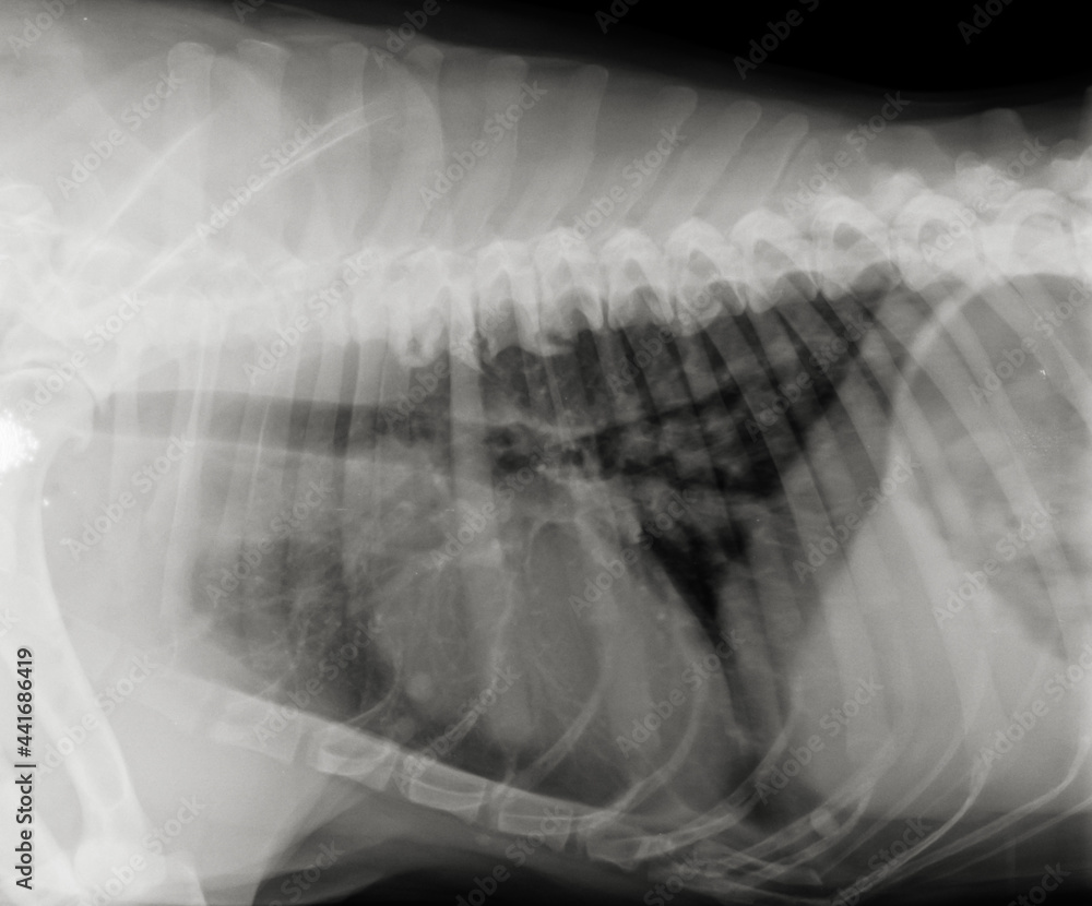 Dog chest thorax x ray Stock Photo | Adobe Stock