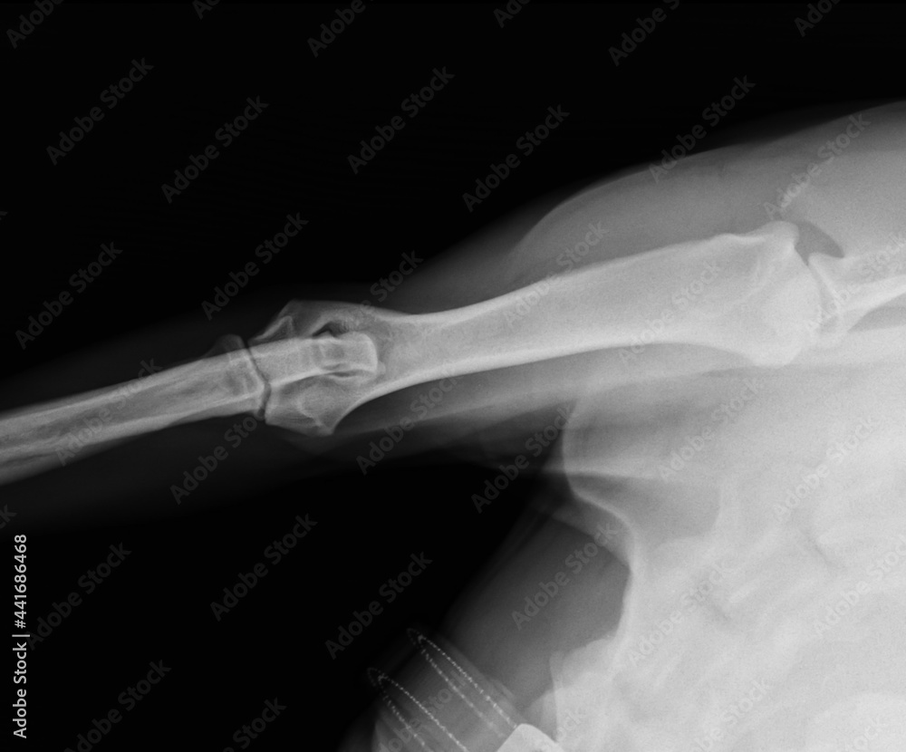 Dog humerus and elbow joint x-ray Stock Photo | Adobe Stock