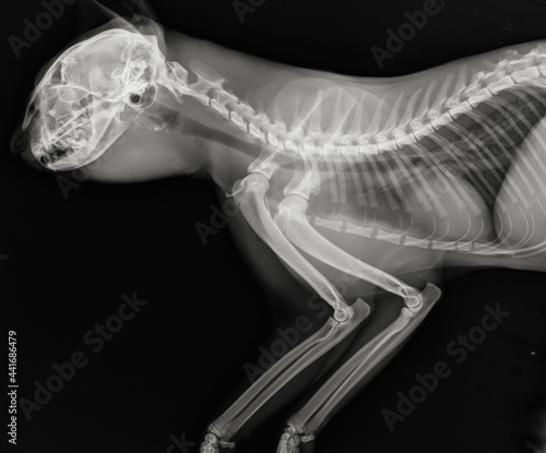 Cat thoracic radiography. Feline head neck and chest x ray. Stock Photo ...