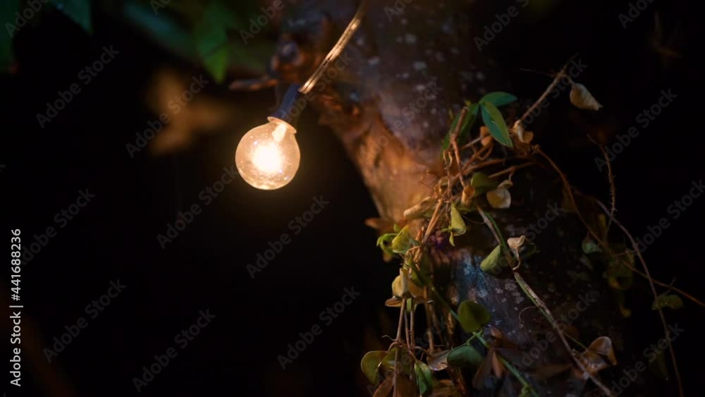 Moths Flying Around Lightbulb Dark summer night of tropical Rainforest ...