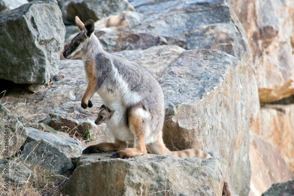this is a side view of a yellow footed rock wallaby with a joey Stock ...