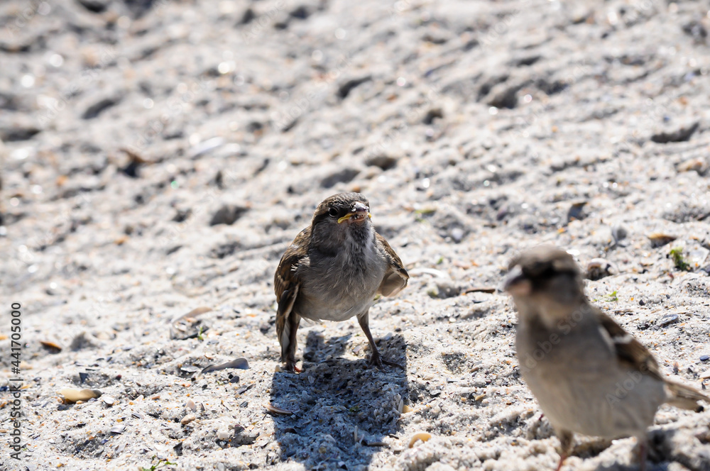 Two Small Birds on the Beach. Couple of Hose Sparrows on the Sand Close ...