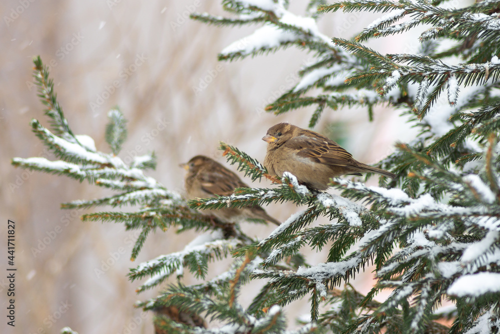 House sparrows (Passer domesticus) on snowy spruce branches ...