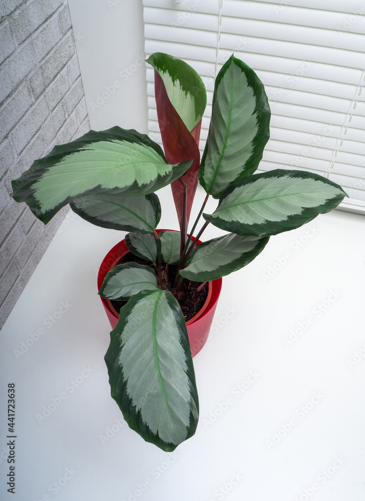 Craft Supplies & Tools Home & Hobby Floral & Garden Crafts Calathea ...