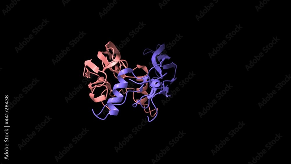 Structure of bone morphogenetic protein 3 homodimer, animated 3D ...
