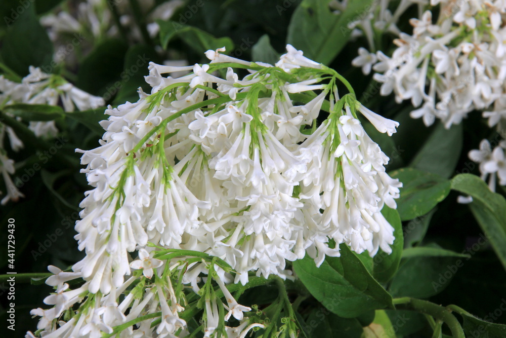White Lilac Agnes Smith flowers - syringa prestoniae agnes smith in glas vase and dark purple ...
