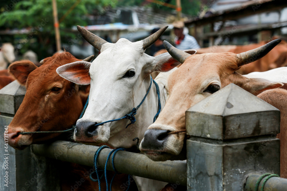 Cattle,cows ( sapi ) in animal markets to prepare sacrifices on Eid al ...