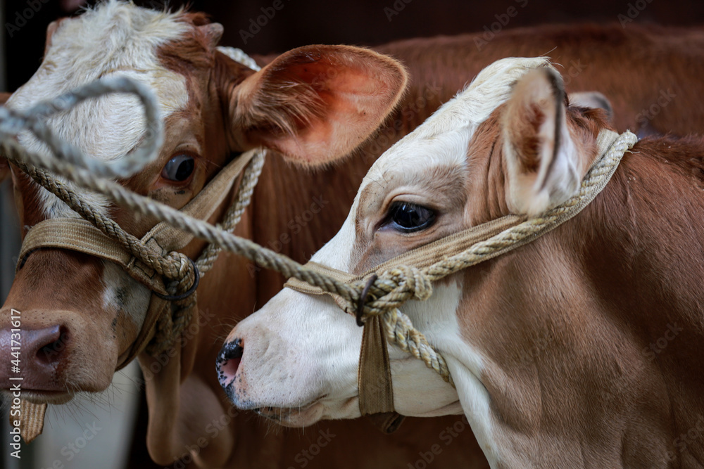 Cattle,cows ( sapi ) in animal markets to prepare sacrifices on Eid al ...