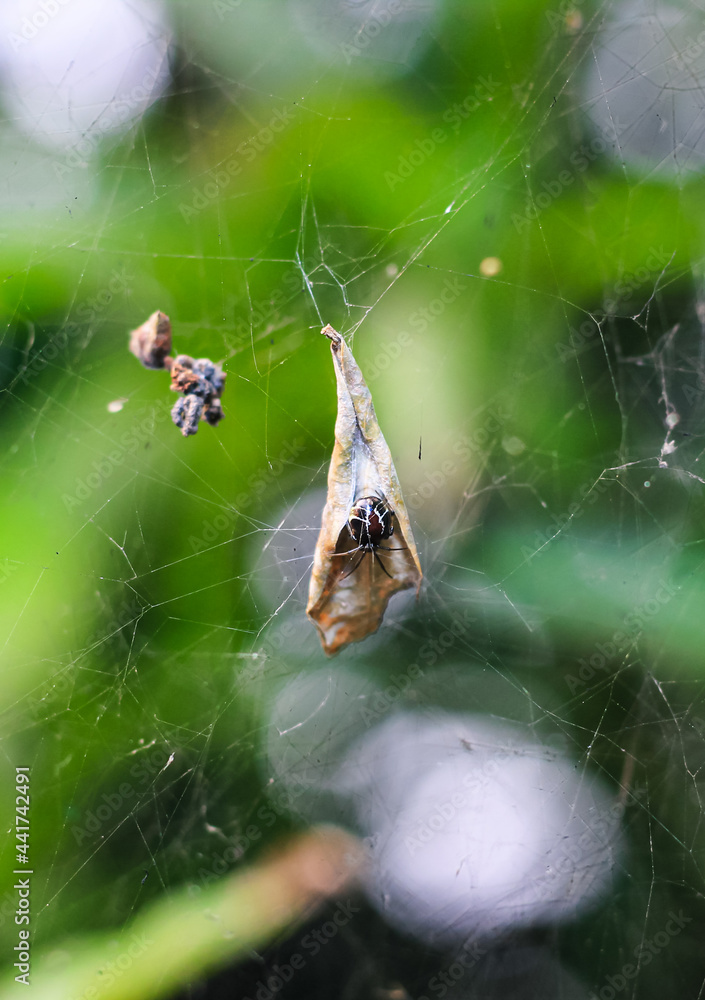 Rare photography. Newly hatched small spider on the leaf, fit for ...