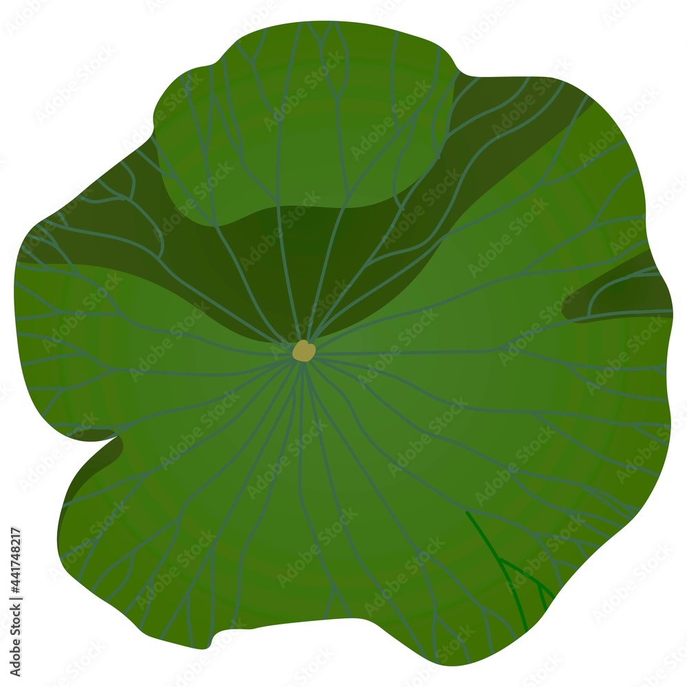 Vector illustration of a lotus leaf. A flat leaf with pronounced veins ...