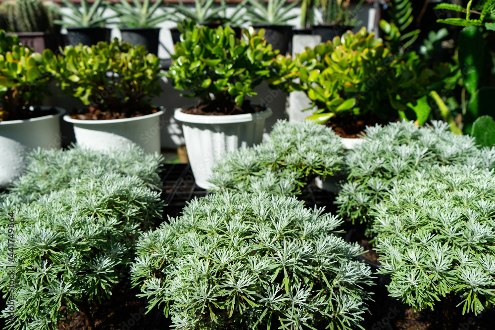Soft focus of Chinese Wormwood or Crossostephium bonsai is flowering ...