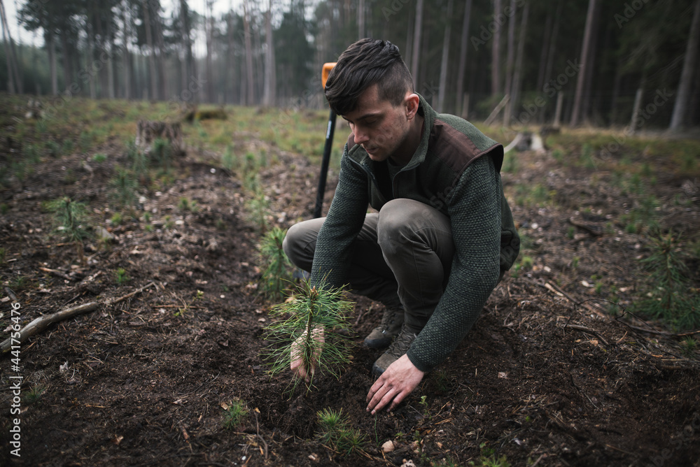 Close-up on a young man in a green clothes plants a young pine seedling ...