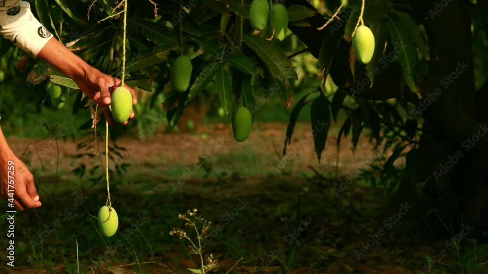 Man check mango with in Mango farm or garden,the farmer is checking the ...