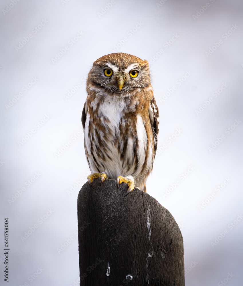 Fotografía de un Chuncho Austral (Glaucidium nana) vigilando su presa ...