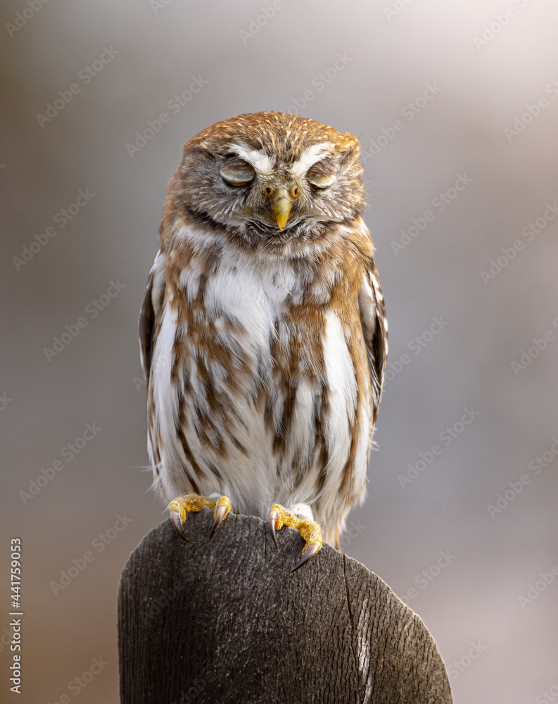 Fotografía de un Chuncho Austral (Glaucidium nana) durmiendo en una ...