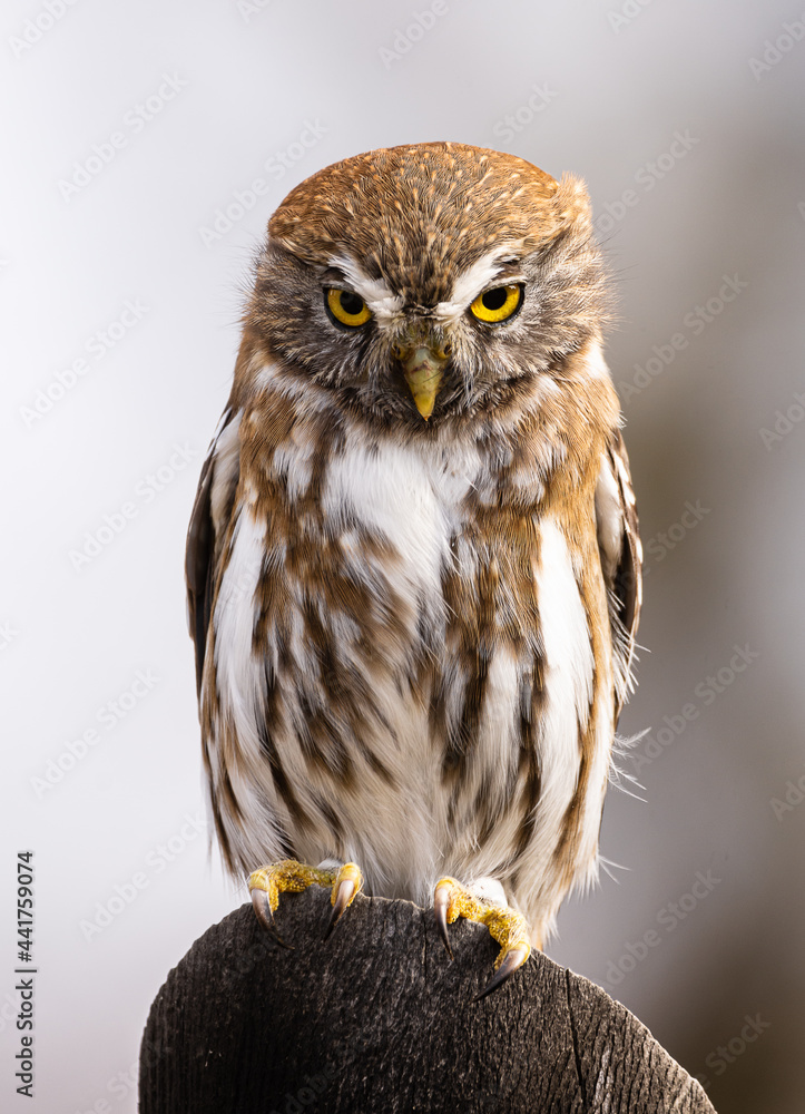 Fotografía de un Chuncho Austral (Glaucidium nana) vigilando su presa ...