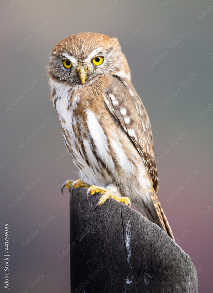 Fotografía de un Chuncho Austral (Glaucidium nana) vigilando su presa ...