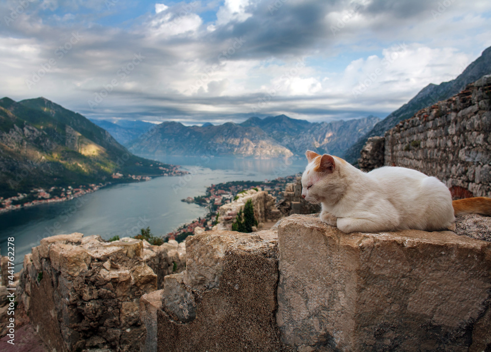 Cat on top of ancient fortress on background of famous tourist town ...