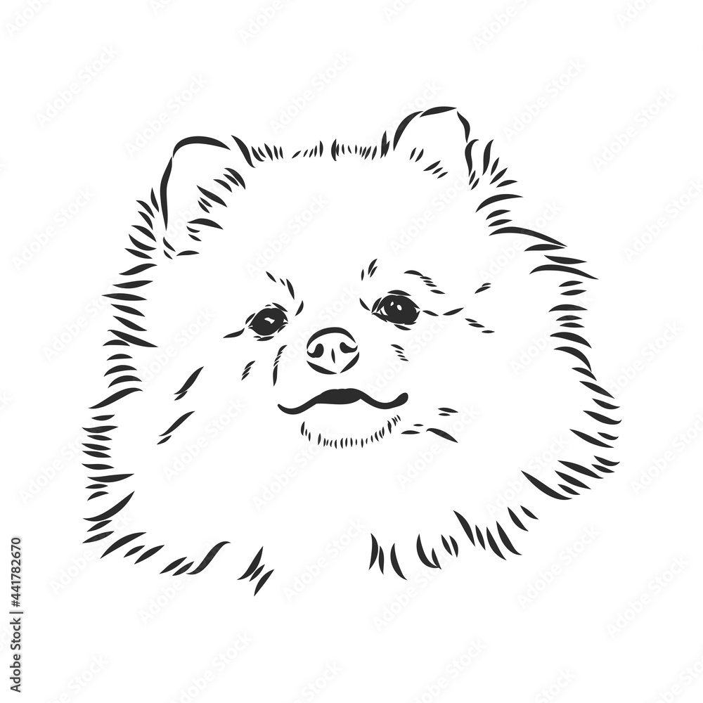 German Spitz. Pomeranian Dog. hand drawn. Vector illustration Stock ...
