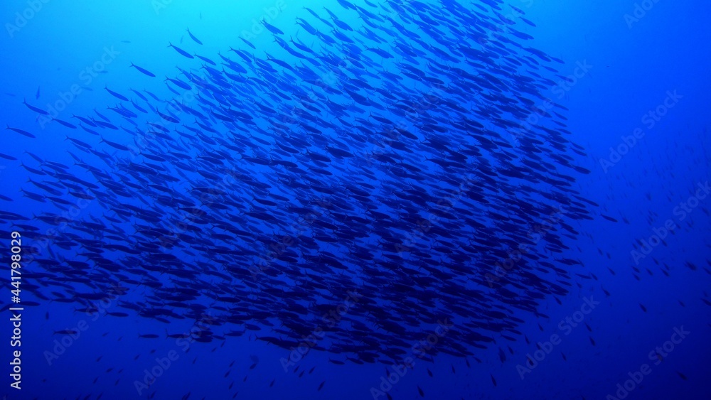 Large school of fish, bait ball silhouette in deep blue water, marine ...