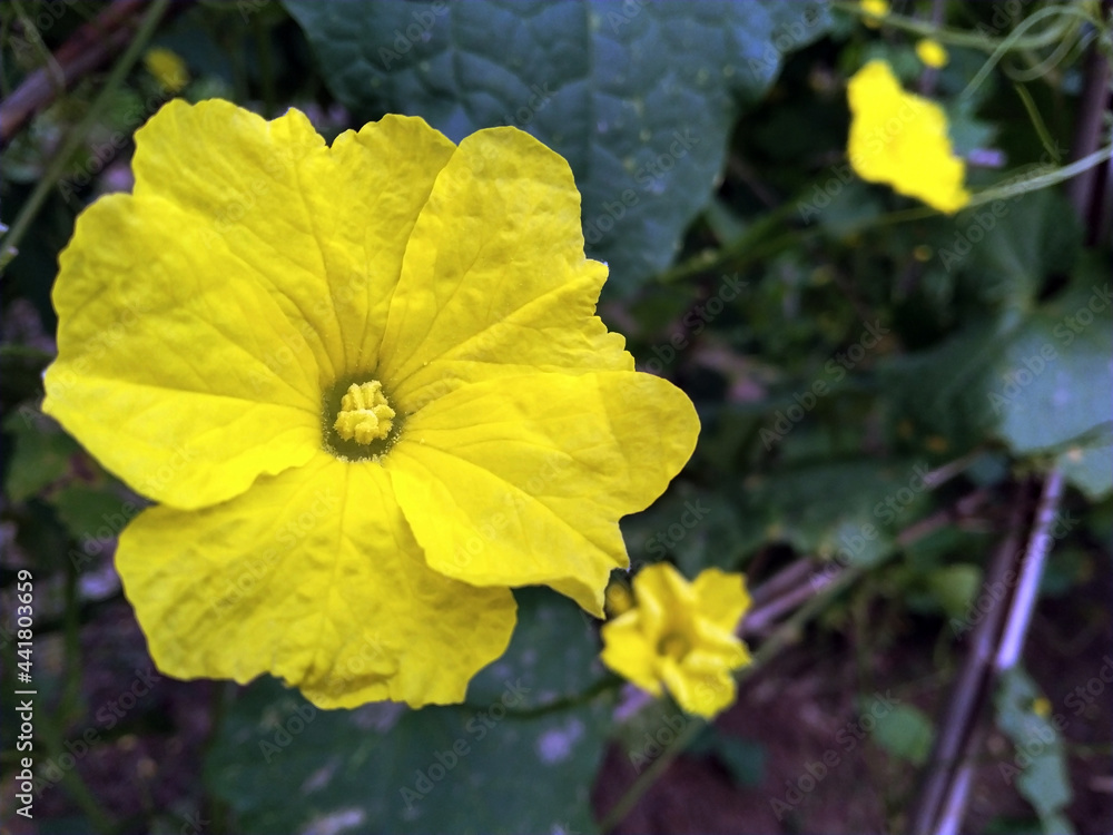 Flower of Jhinga (Ridge Gourd) also known as Chinese okra Stock Photo ...