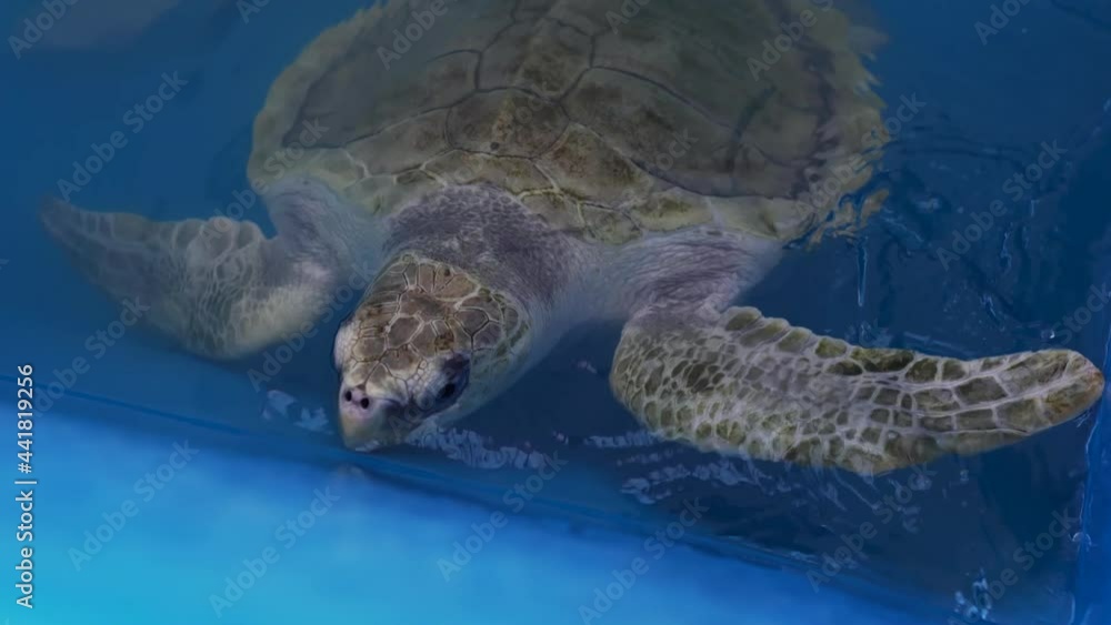 Sea turtle swimming in the pond conservation breeding and hospital and ...