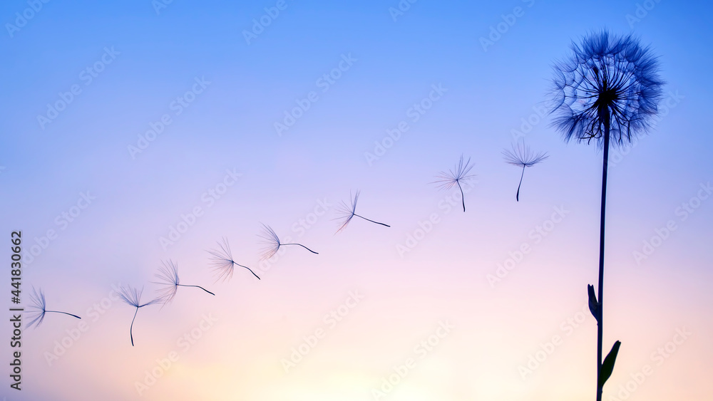 Silhouettes of flying dandelion seeds on the background of the sunset ...