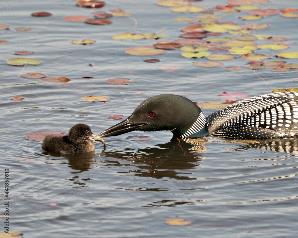 Common Loon Photo. Baby chick loon swimming in pond and celebrating the ...
