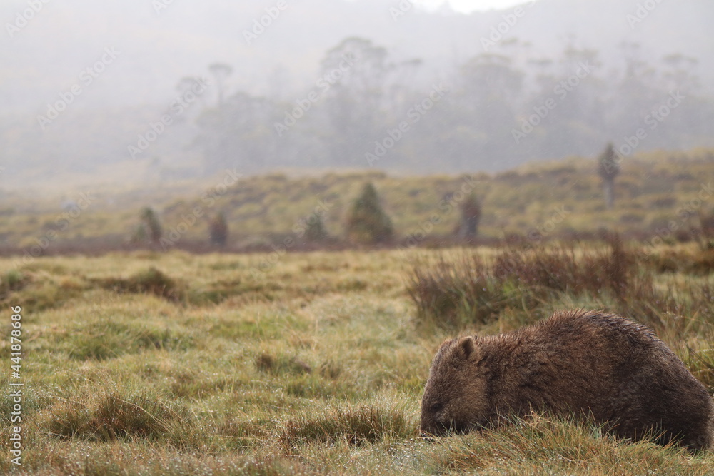 Foto de Cute, lone Australian native wombat eating grass in a national ...
